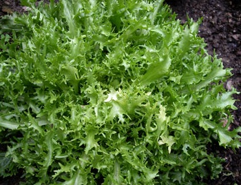 GardenAction.co.uk - Endive