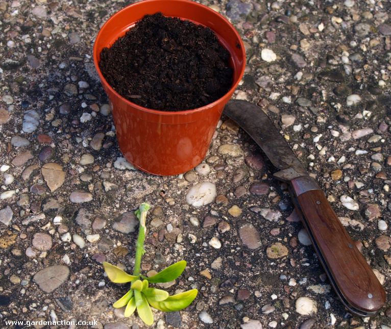 What to do in the garden August week 2